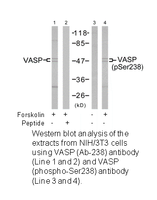 VASP (Ab-238) Antibody | AAT Bioquest