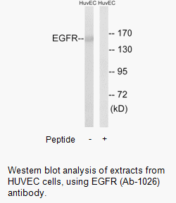 EGFR (Ab-1026) Antibody | AAT Bioquest