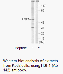 HSF1 (Ab-142) Antibody | AAT Bioquest