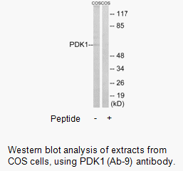 PDK1 (Ab-9) Antibody | AAT Bioquest