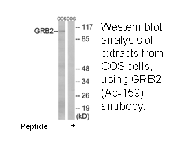 GRB2 (Ab-159) Antibody | AAT Bioquest