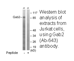 Gab2 (Ab-643) Antibody | AAT Bioquest