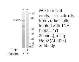 Gab2 (Ab-623) Antibody | AAT Bioquest