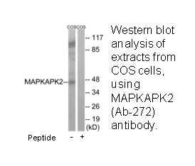 MAPKAPK2 (Ab-272) Antibody | AAT Bioquest