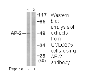 AP-2 Antibody | AAT Bioquest