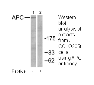 APC Antibody | AAT Bioquest