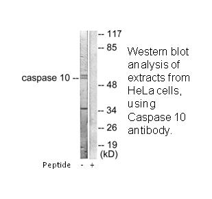 Caspase 10 Antibody | AAT Bioquest