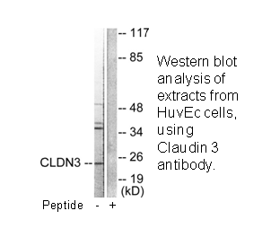 Claudin 3 Antibody | AAT Bioquest