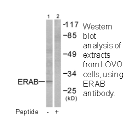 ERAB Antibody | AAT Bioquest
