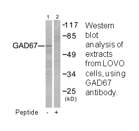 GAD1 Antibody | AAT Bioquest