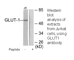 GLUT1 Antibody | AAT Bioquest