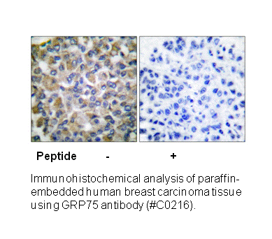 GRP75 Antibody | AAT Bioquest