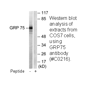 GRP75 Antibody | AAT Bioquest