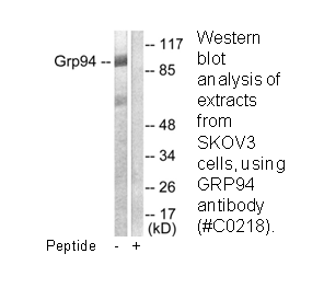 GRP94 Antibody | AAT Bioquest