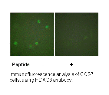 HDAC3 Antibody | AAT Bioquest