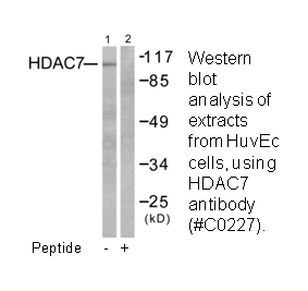 HDAC7 Antibody | AAT Bioquest