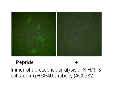 HSP40 Antibody | AAT Bioquest