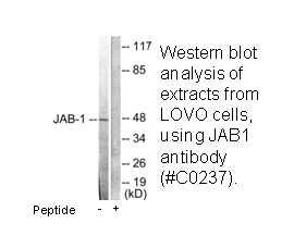 JAB1 Antibody | AAT Bioquest