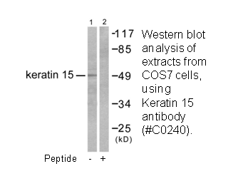 Keratin 15 Antibody | AAT Bioquest