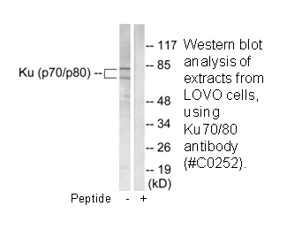 Ku70/80 Antibody | AAT Bioquest