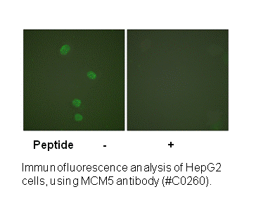 MCM5 Antibody | AAT Bioquest