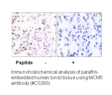MCM5 Antibody | AAT Bioquest