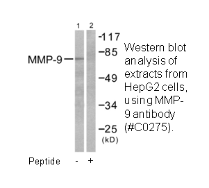 MMP-9 Antibody | AAT Bioquest