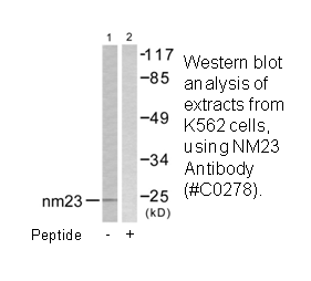 NM23 Antibody | AAT Bioquest