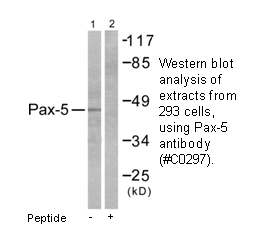 Pax-5 Antibody | AAT Bioquest