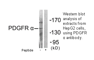 PDGFR α Antibody | AAT Bioquest