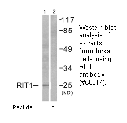 RIT1 Antibody | AAT Bioquest