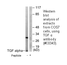 TGF α Antibody | AAT Bioquest
