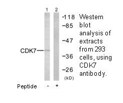 CDK7 Antibody | AAT Bioquest