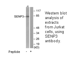 SENP3 Antibody | AAT Bioquest