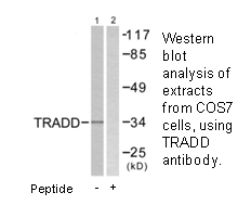 TRADD Antibody | AAT Bioquest