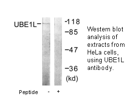 UBE1L Antibody | AAT Bioquest