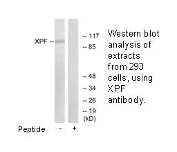 XPF Antibody | AAT Bioquest