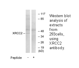 XRCC2 Antibody | AAT Bioquest