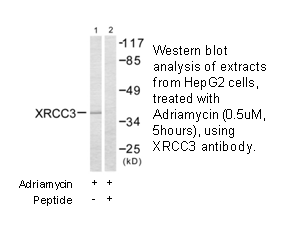 XRCC3 Antibody | AAT Bioquest