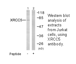 XRCC5 Antibody | AAT Bioquest