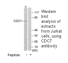 CDC7 Antibody | AAT Bioquest