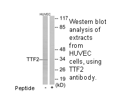 TTF2 Antibody | AAT Bioquest
