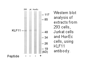 KLF11 Antibody | AAT Bioquest