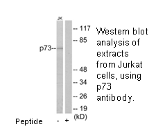 p73 Antibody | AAT Bioquest