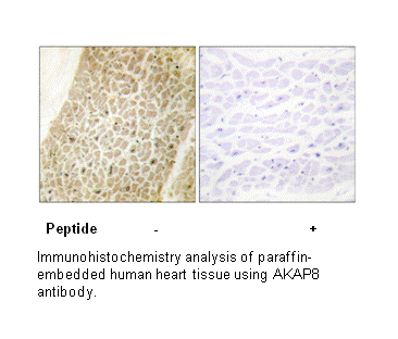 AKAP8 Antibody | AAT Bioquest