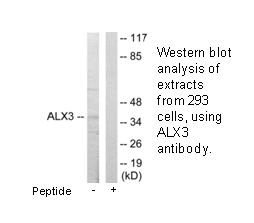 ALX3 Antibody | AAT Bioquest