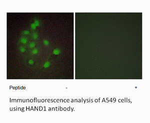 HAND1 Antibody | AAT Bioquest