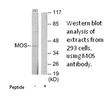 MOS Antibody | AAT Bioquest