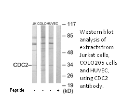 CDC2 Antibody | AAT Bioquest