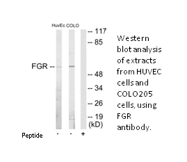FGR Antibody | AAT Bioquest